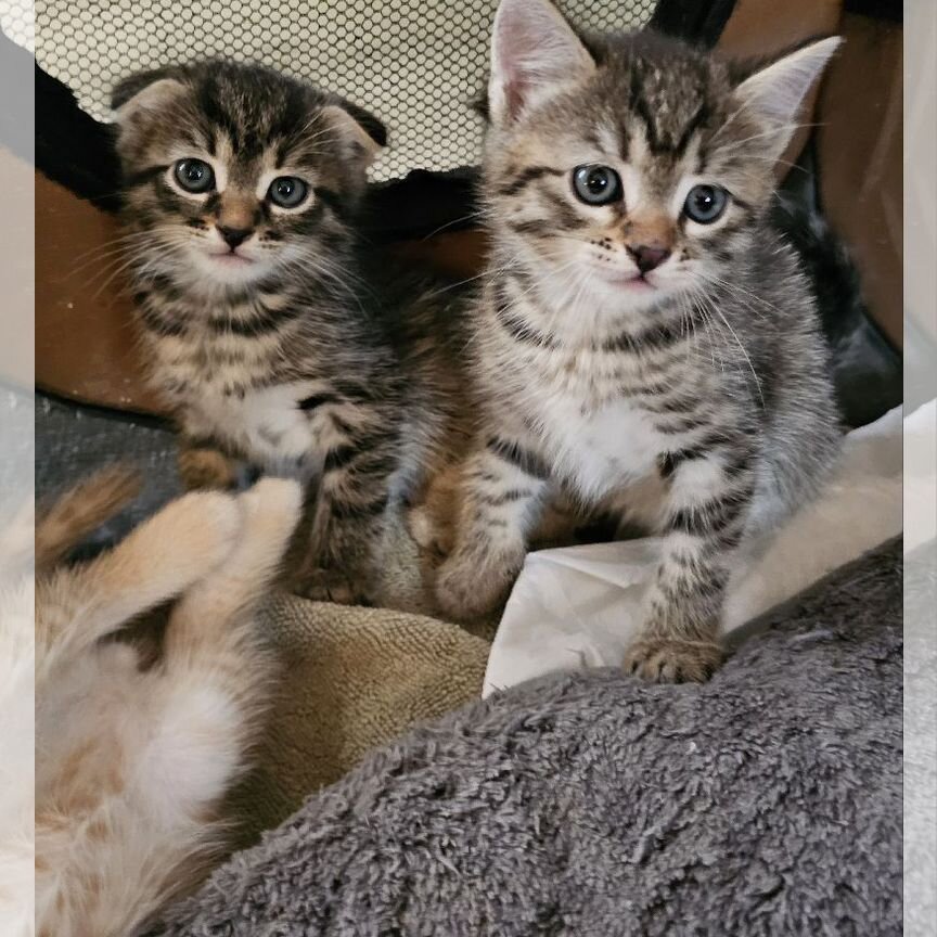 Шотландский вислоухий короткошёрстный котёнок