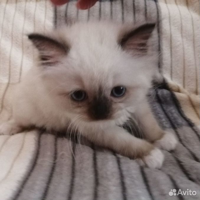 Удивительный малыш-рэгдолл