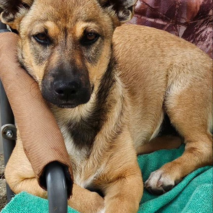 Собака в добрые руки маленькая порода