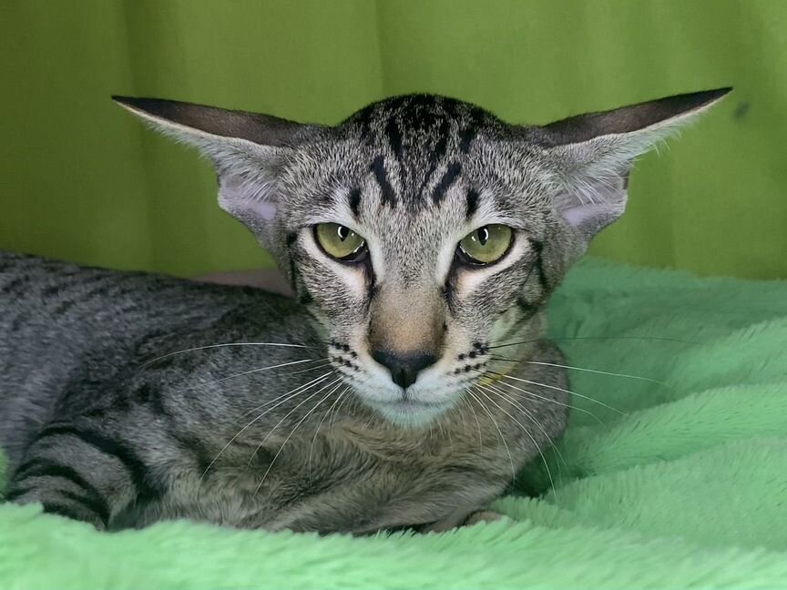 Ориентальные котята