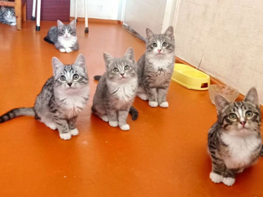 Котята в добрые руки бесплатно