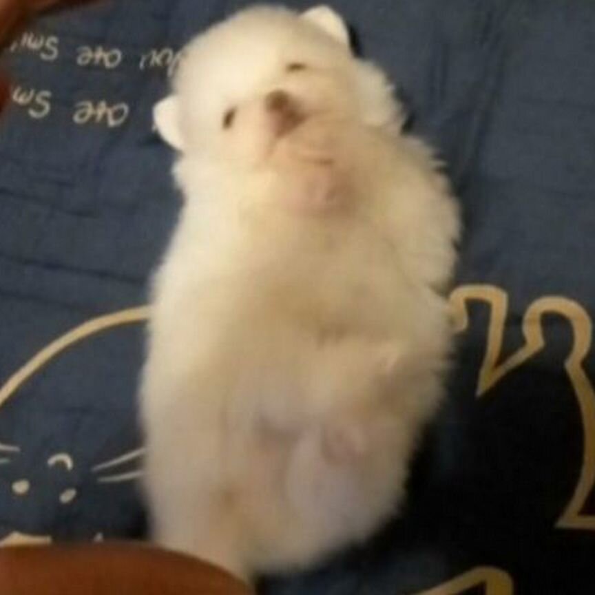 Померанский шпиц, щенок