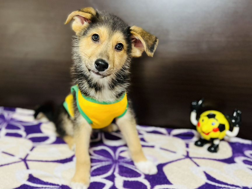 Замечательный щенок мальчик в добрые руки