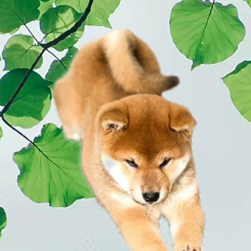 Щенки сиба ину