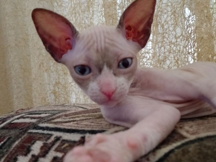 Котенок Донского Сфинкса
