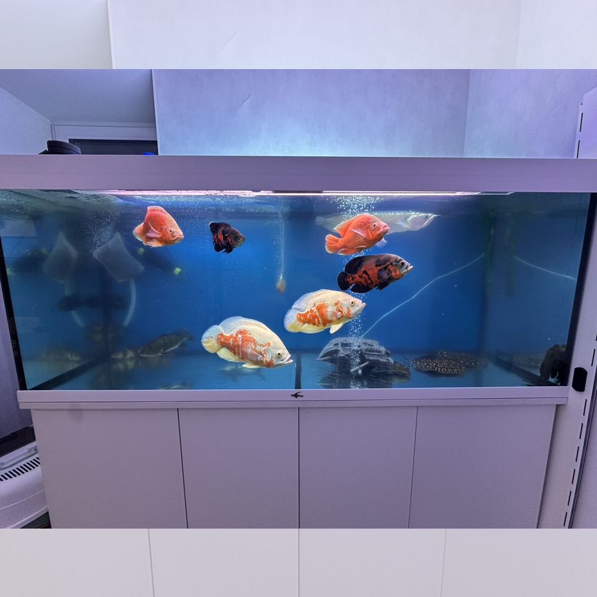 Аквариум с тумбой 670 литров
