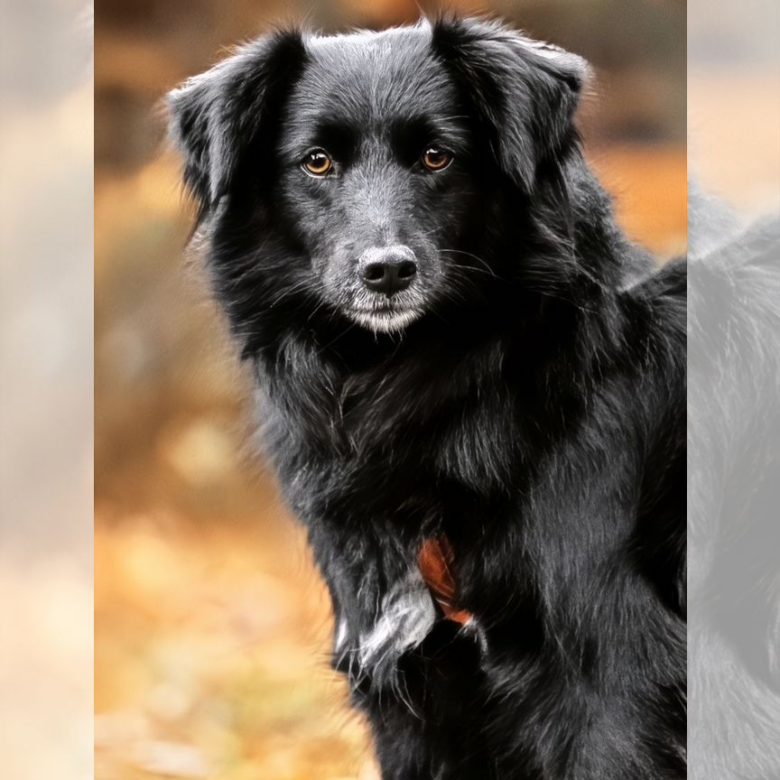 Взрослая собака в добрые руки