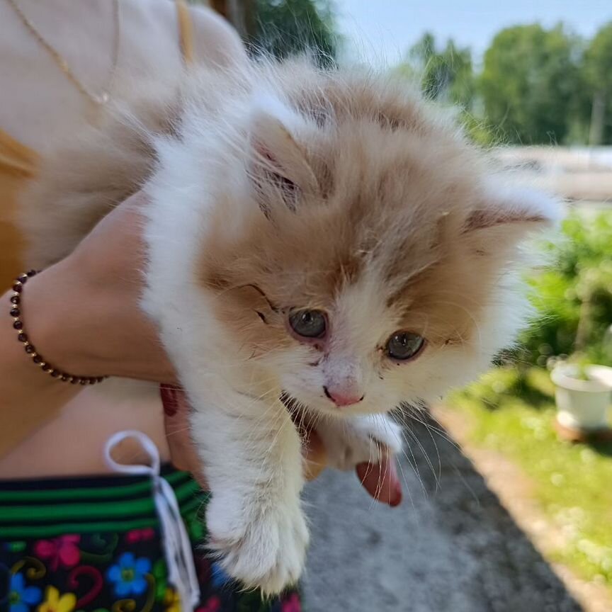 Котёнок в добрые руки