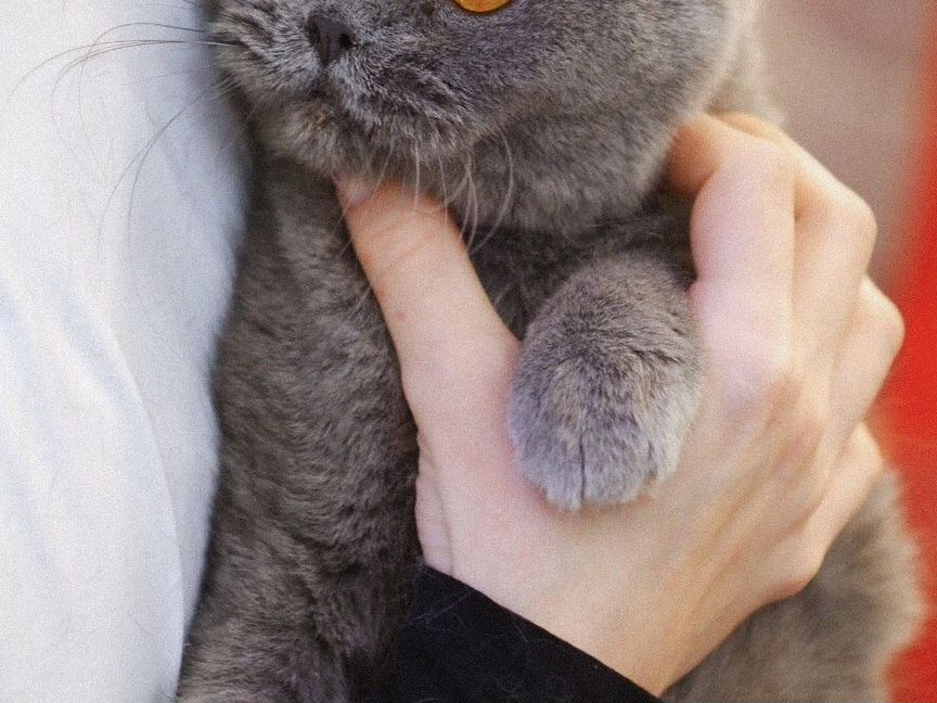 Кошка в добрые руки