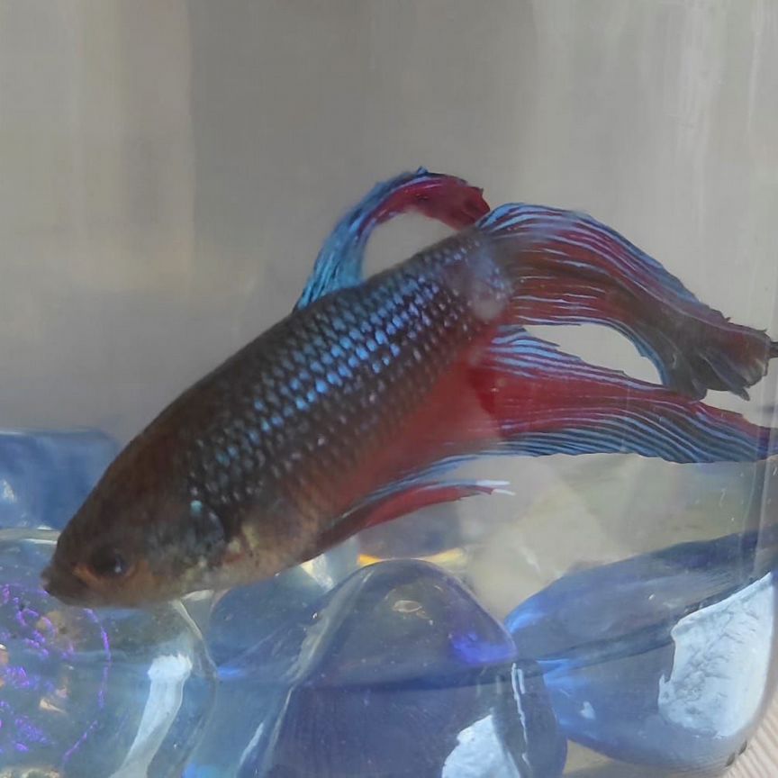 Рыбка петушок, мальки