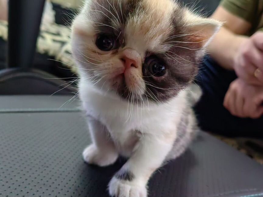 Экзотическая короткошерстная