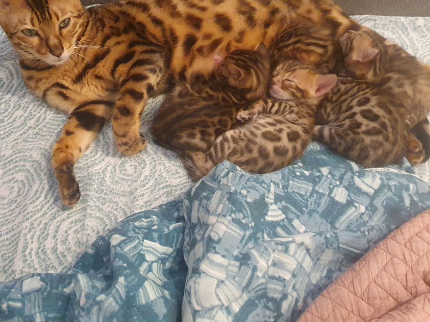 Бенгальские котята