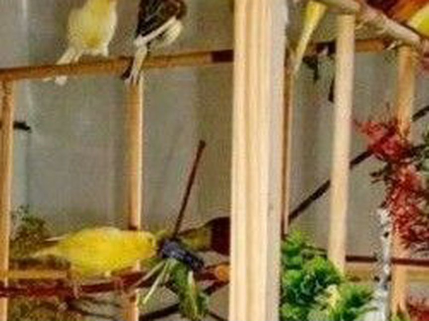 Домашние канарейки разнообразного окраса