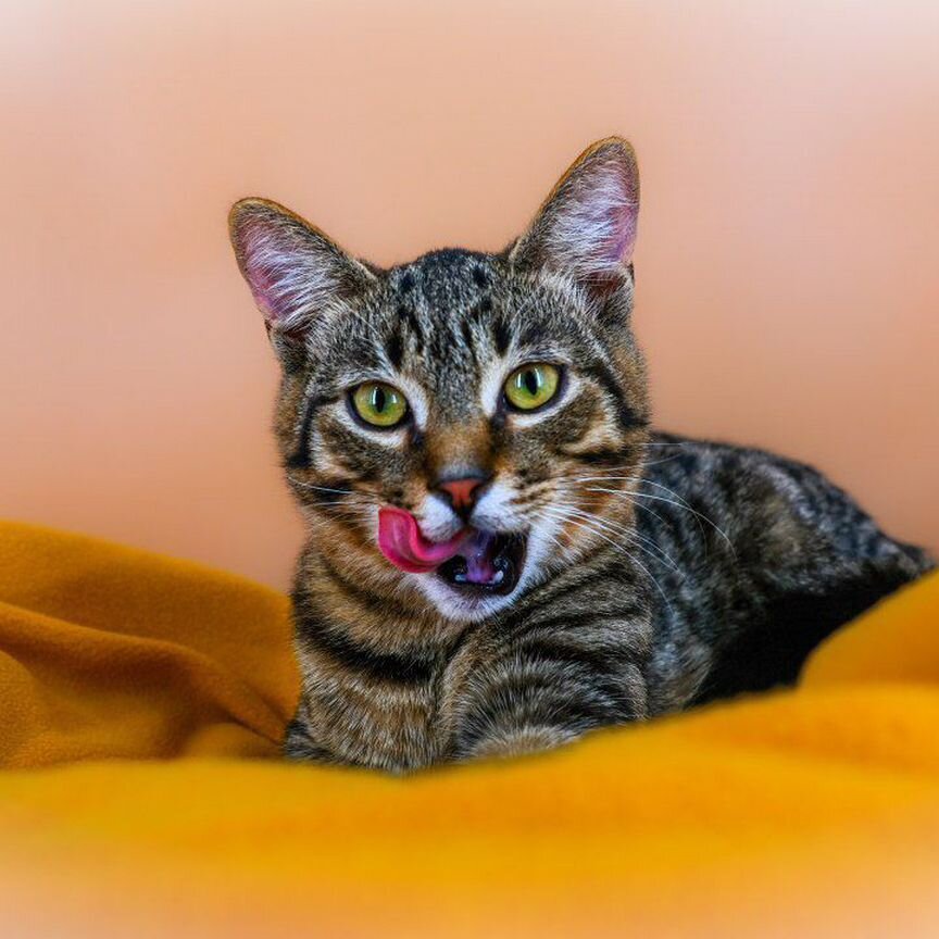 Котенок в добрые руки отдам бесплатно