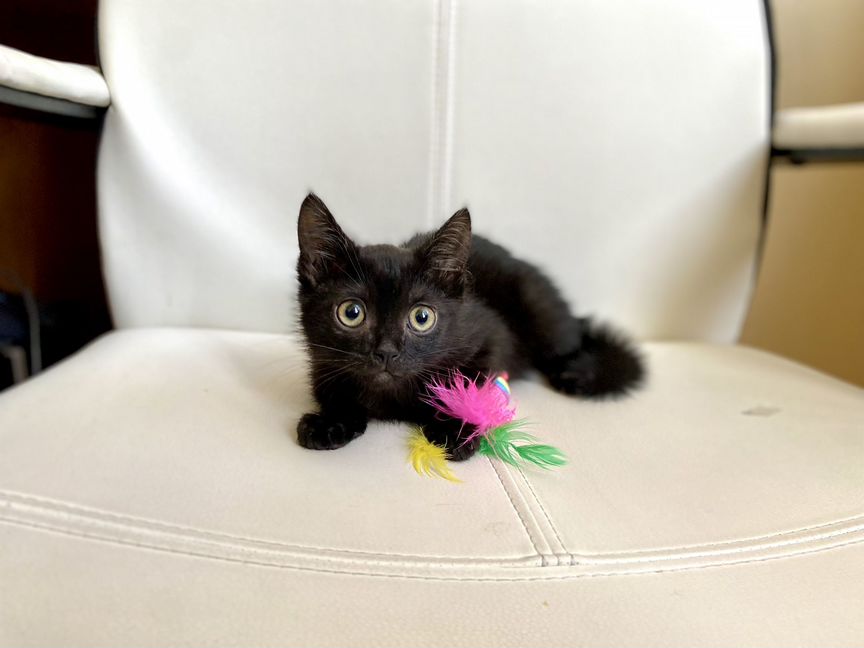 Черный котенок в добрые руки