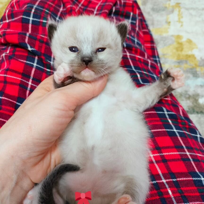 Рэгдолл мальчик