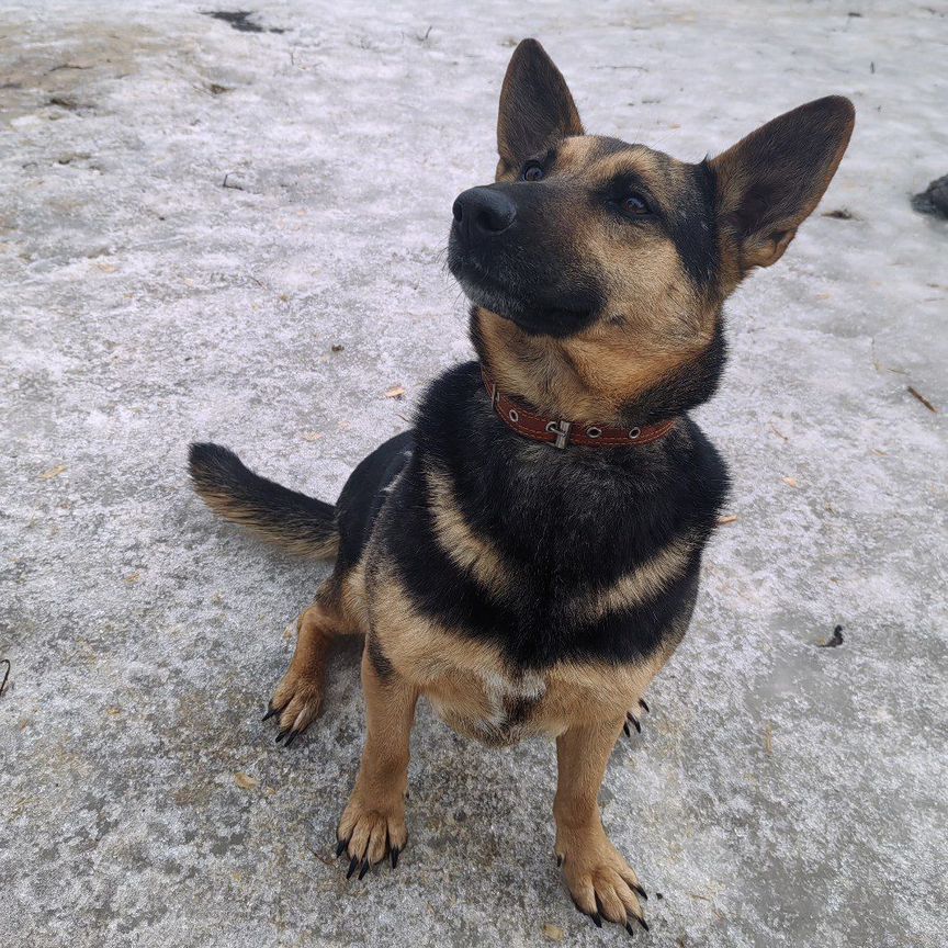 Коротколапая собака