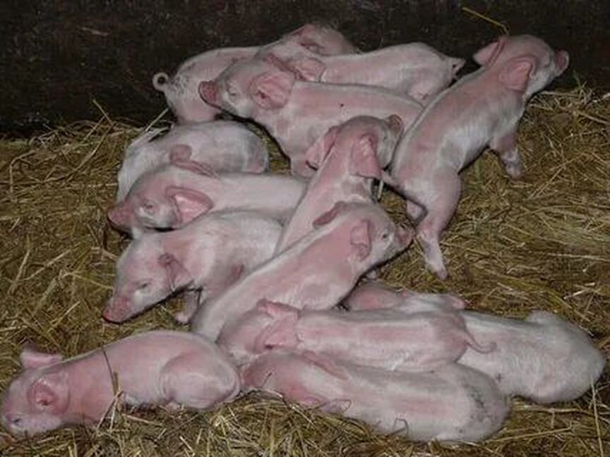 Семя хрячков для осемения свиней дома