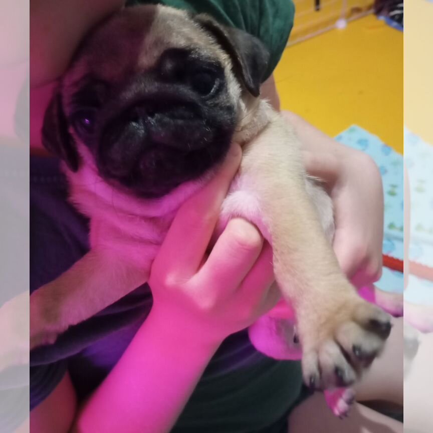 Мопс, щенок