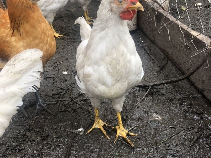 Петух леггорн