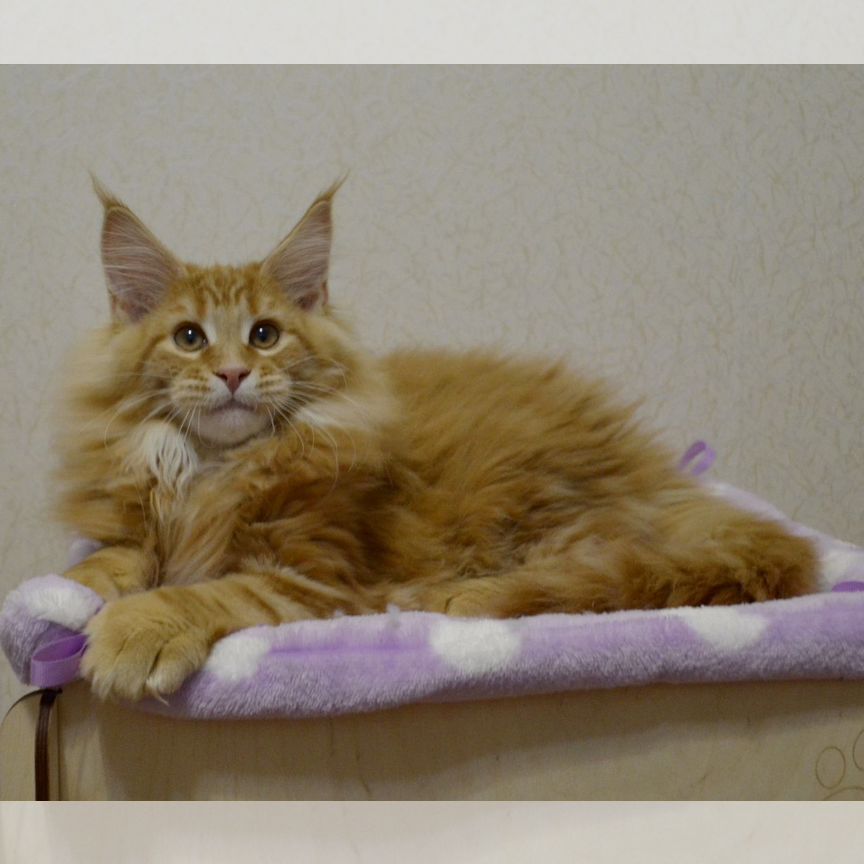 Мейн-кун котёнок