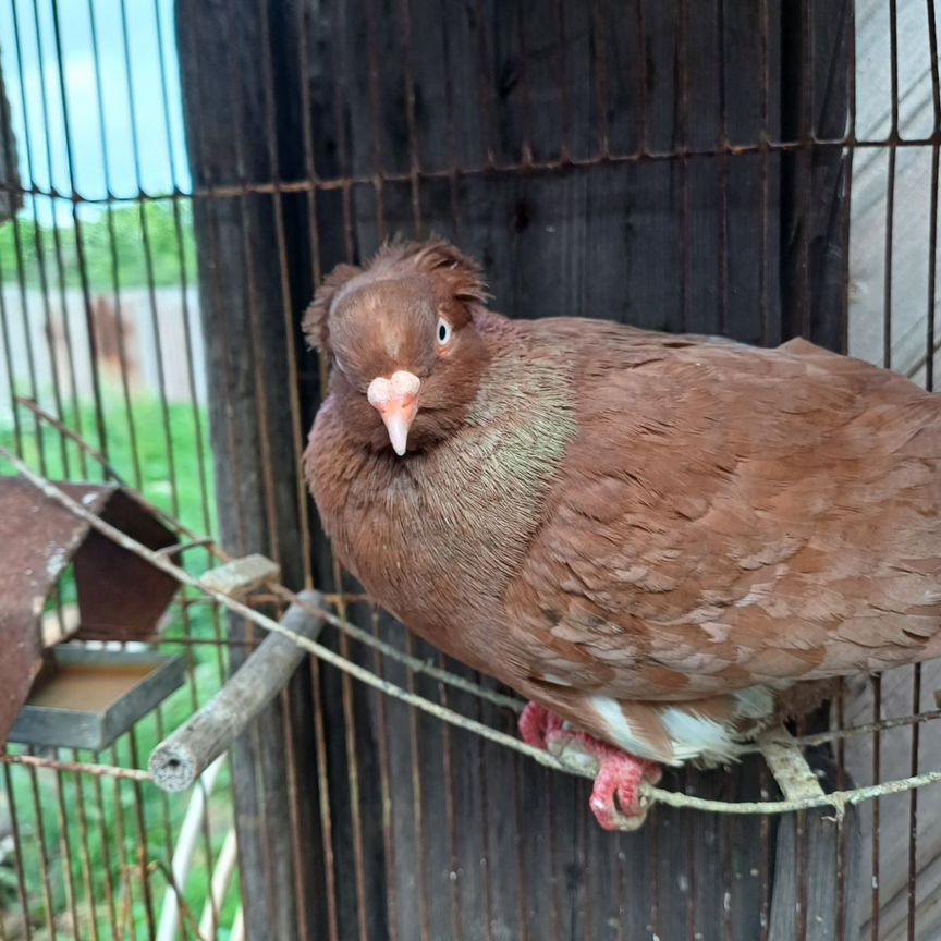 Голуби сербы