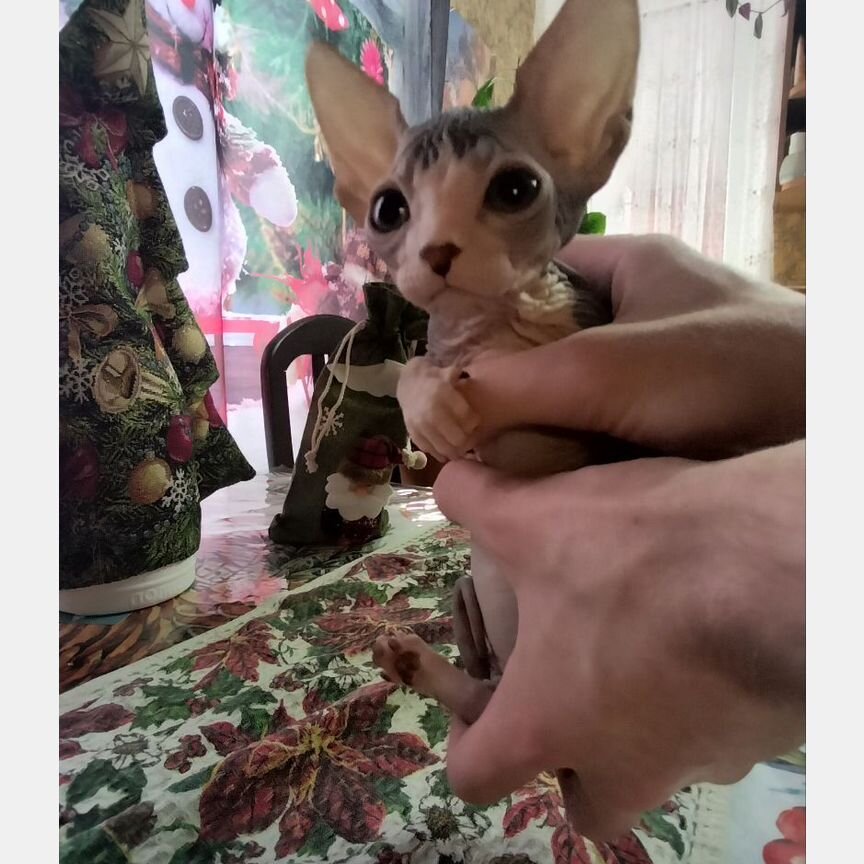 Очаровательные лысики Сфинксы Канадские