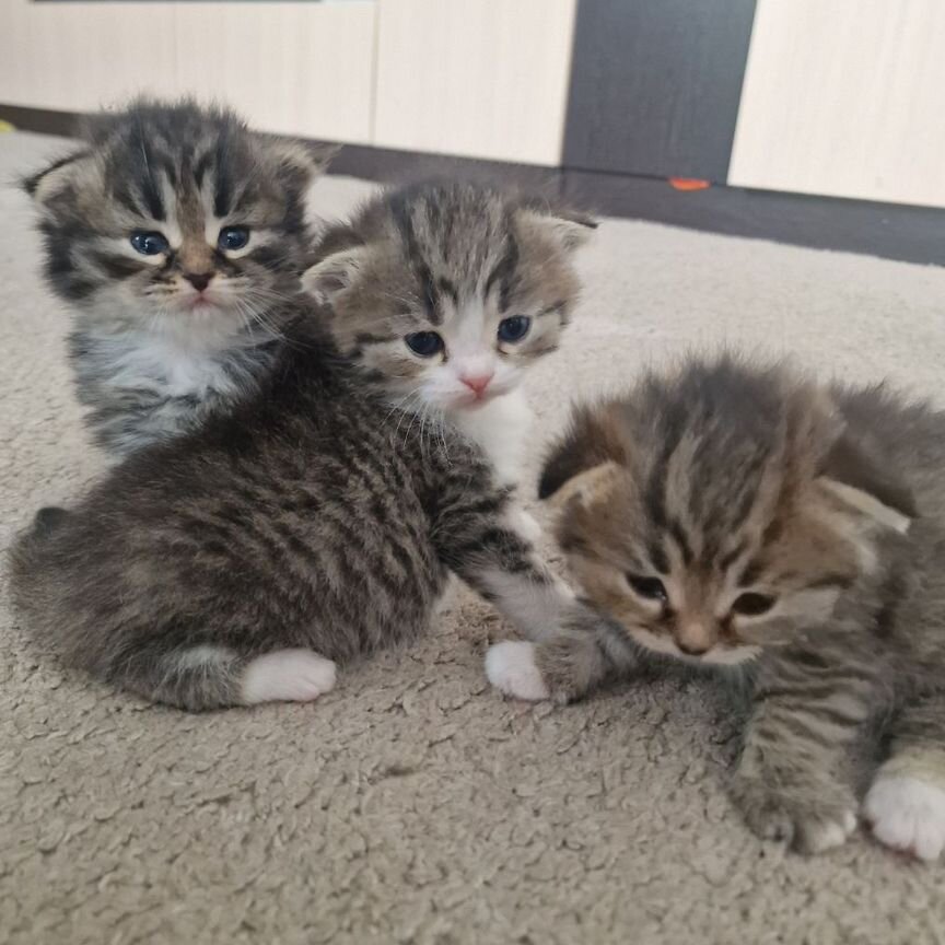 Шотландский вислоухий длинношёрстный котёнок