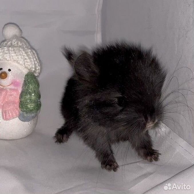 Шиншилла бархатная экстра темная н ангоры,фиолета