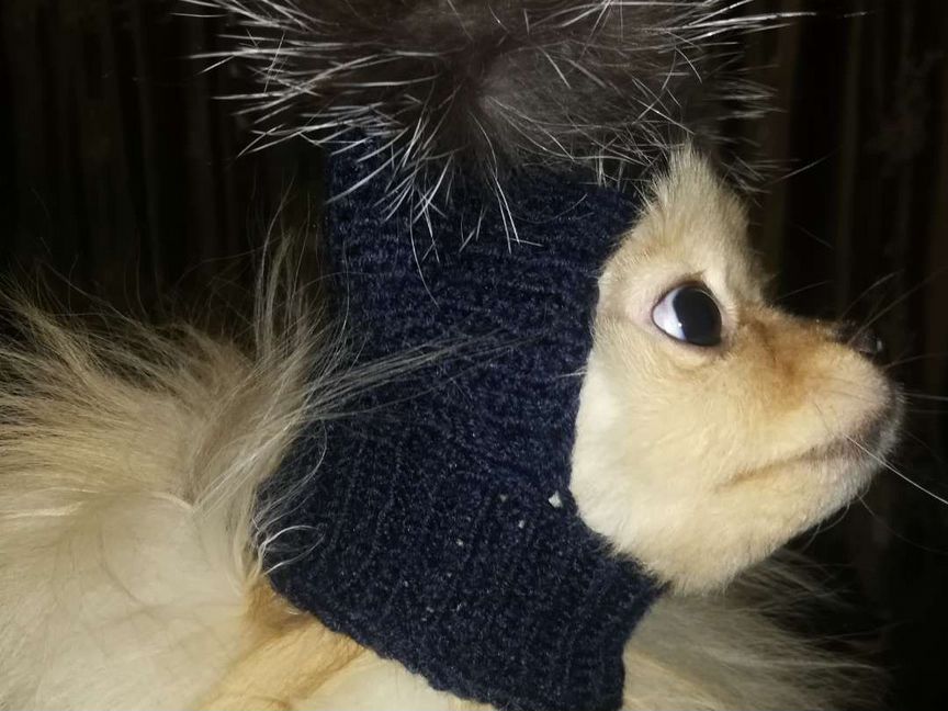 Шапка для животных