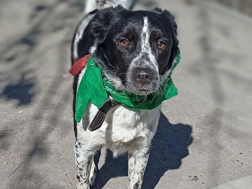 Спасите некрупного пёсика Бенджи