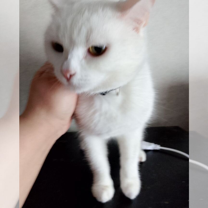 Взрослая, кошка в добрые руки