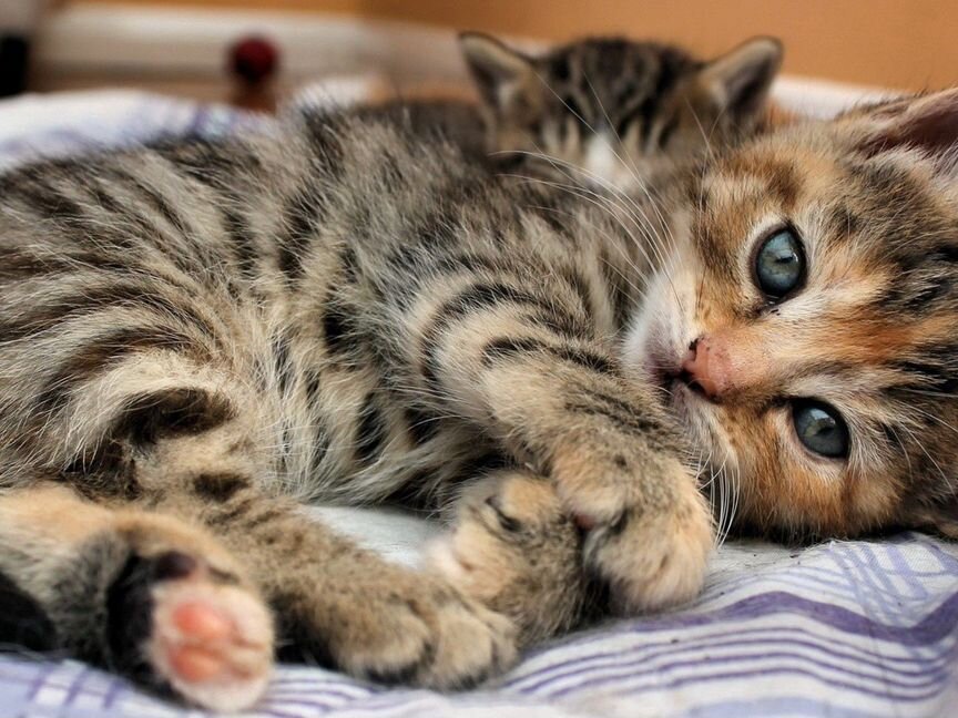 Котята 2 месяца полосатики в дар