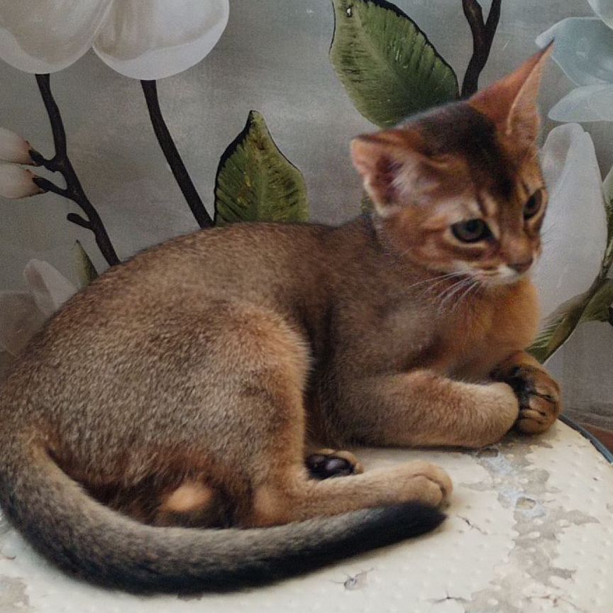 Абиссинский котёнок