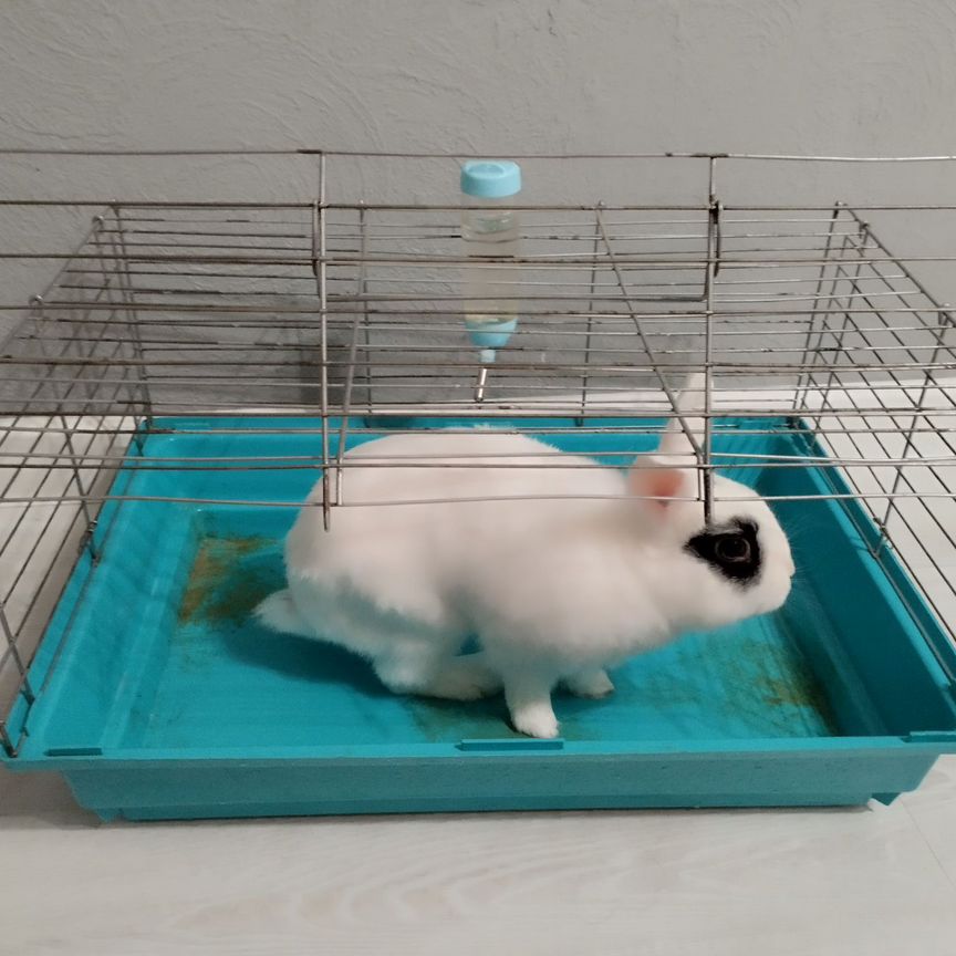 Клетка для грызунов бу