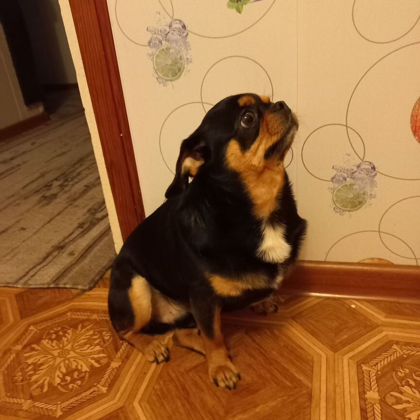 Отдам собаку