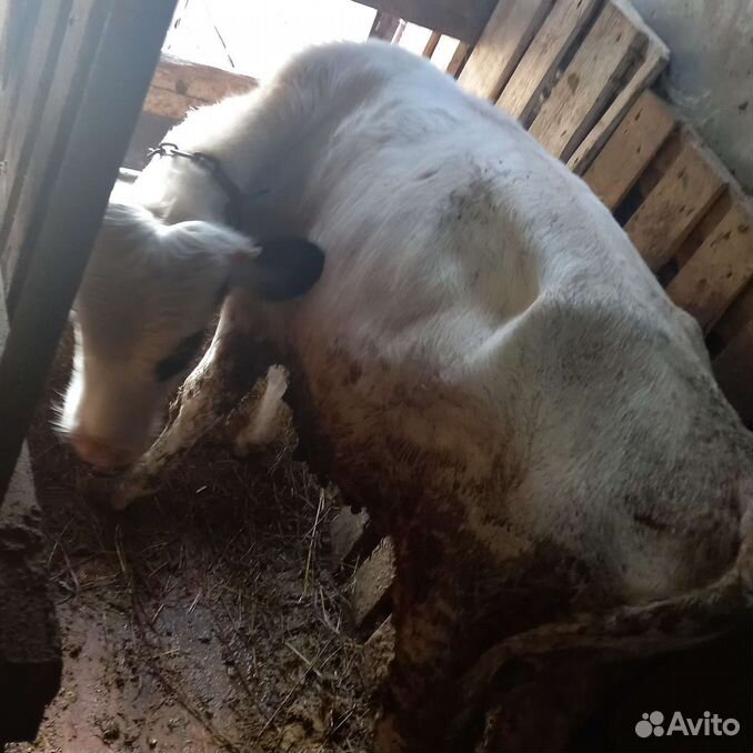 Быки,телочка