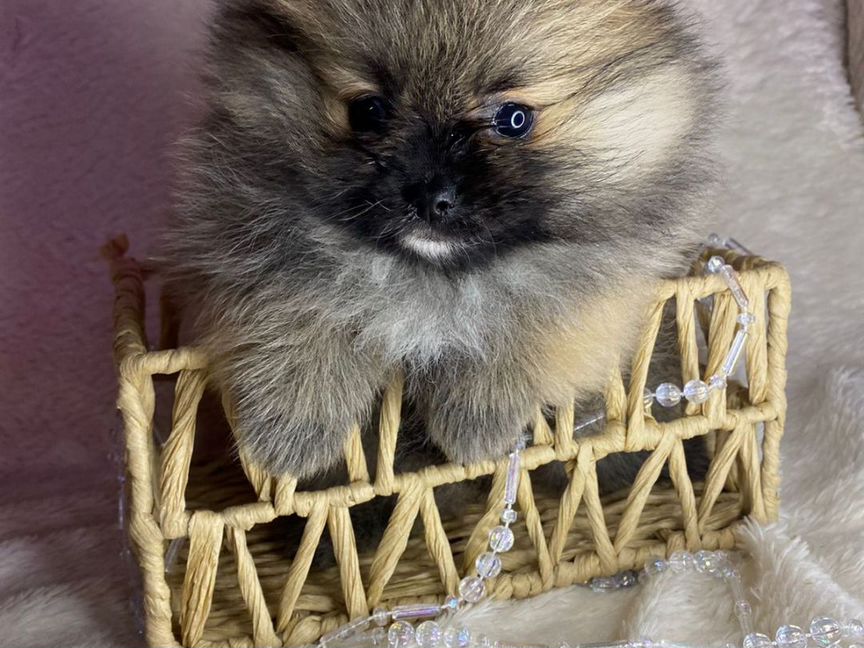 Померанский шпиц мини