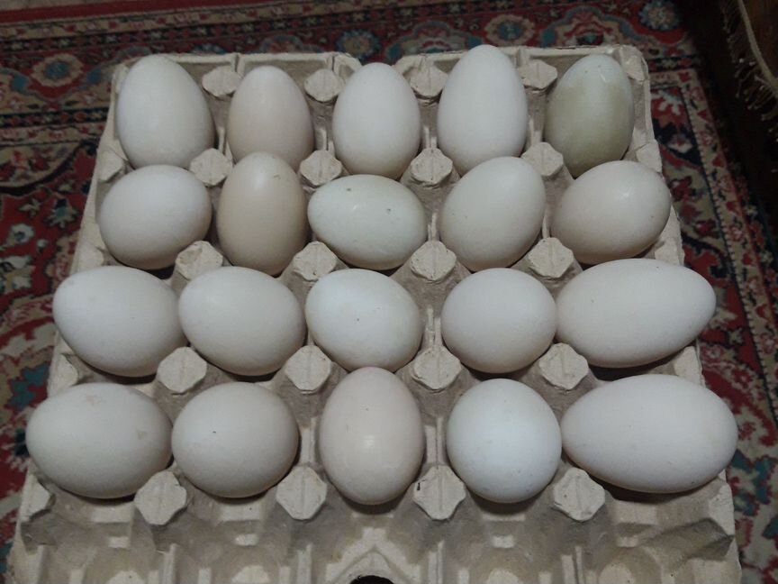 Инкубационное яйцо индоутки