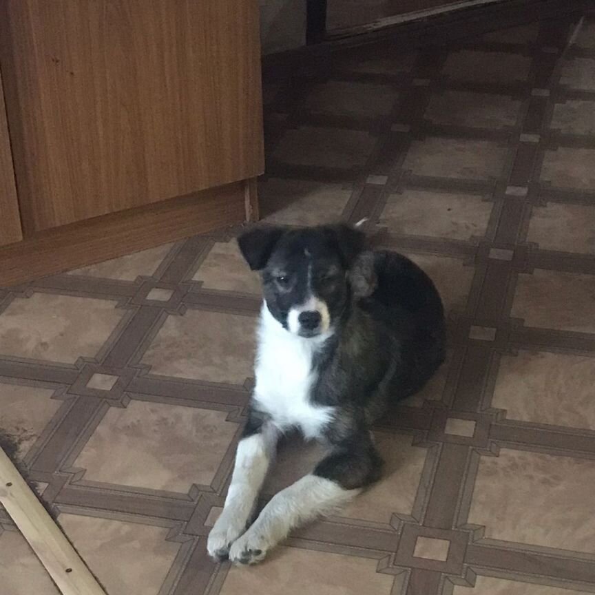 Кутята в добрые руки