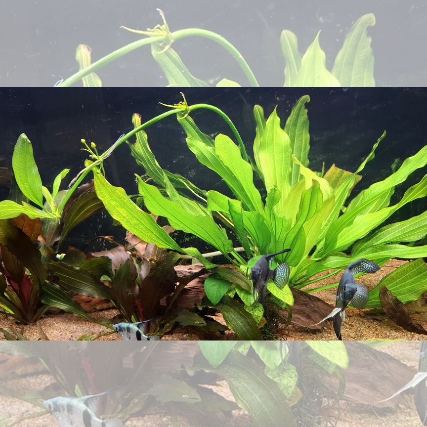 Эхинодорус редкий вид