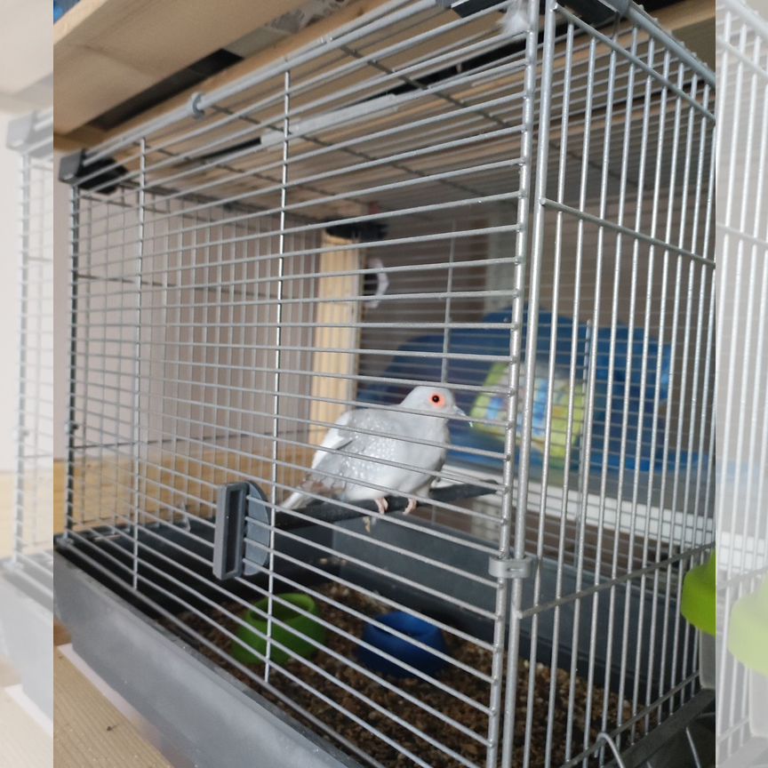 Бриллиантовая горлица с клеткой