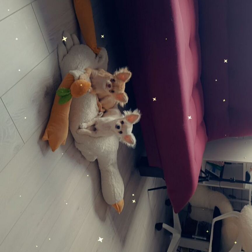 Вязка чихуахуа мини