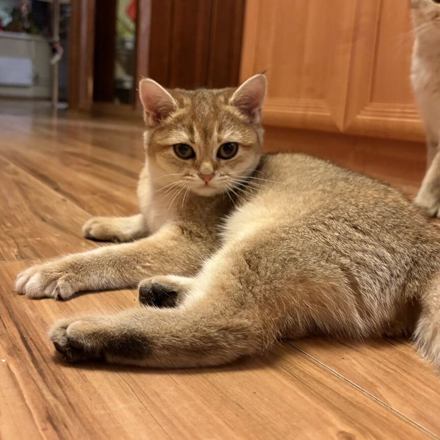 Шотландский прямоухий короткошёрстный котёнок