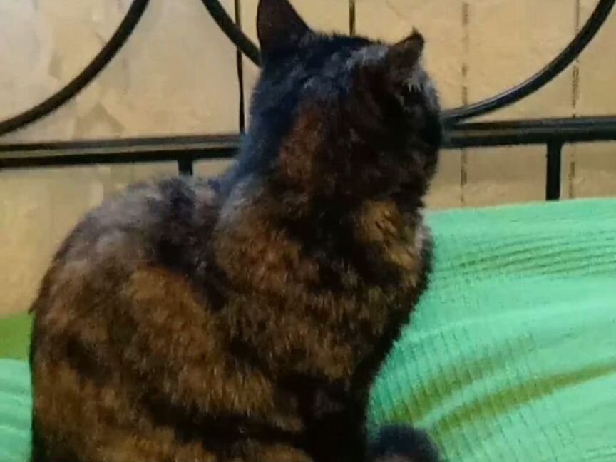 Отдам бесплатно кошку