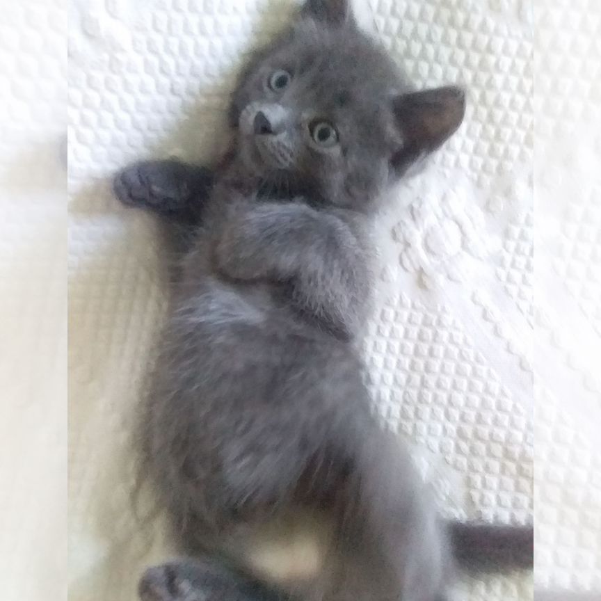 Европейский короткошёрстный котёнок