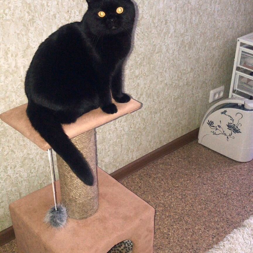 Кот