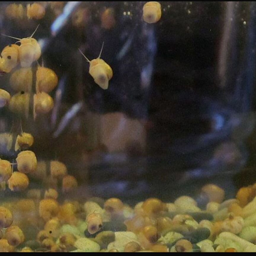 Ампулярии, маленькие улиточки, малышки