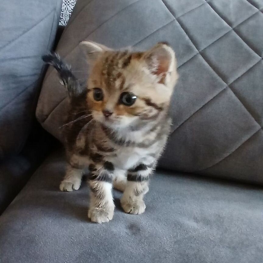 Котята шотландский прямоухие