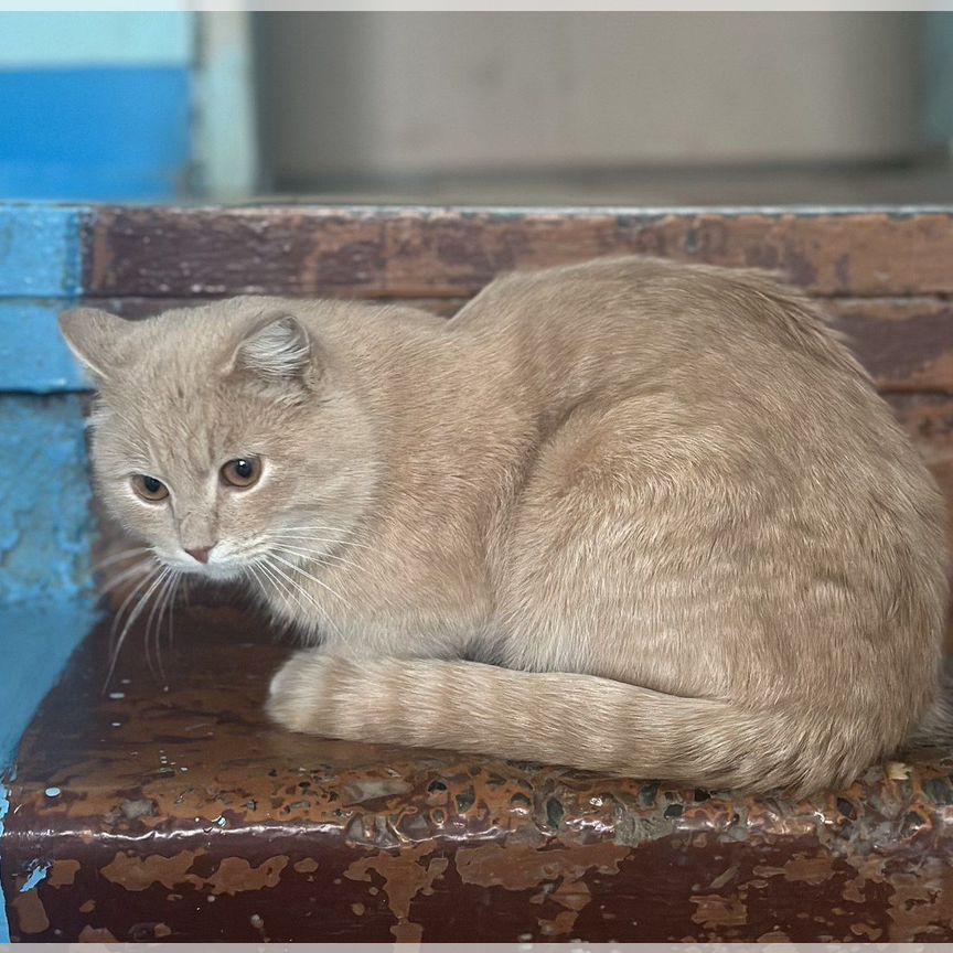 Взрослый кот в добрые руки